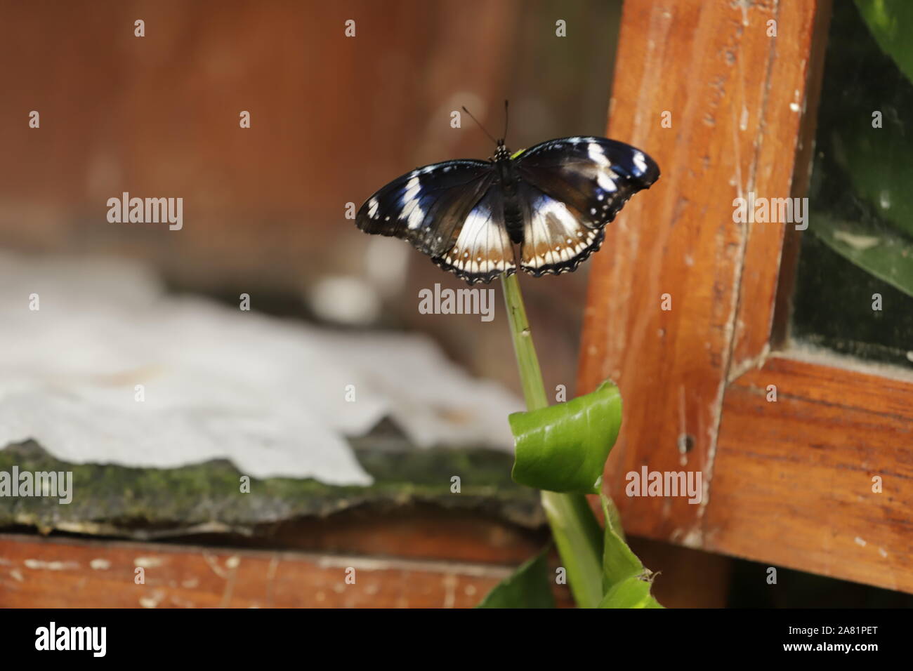 Lexias pardalis or Archduke butterfly Stock Photo - Alamy
