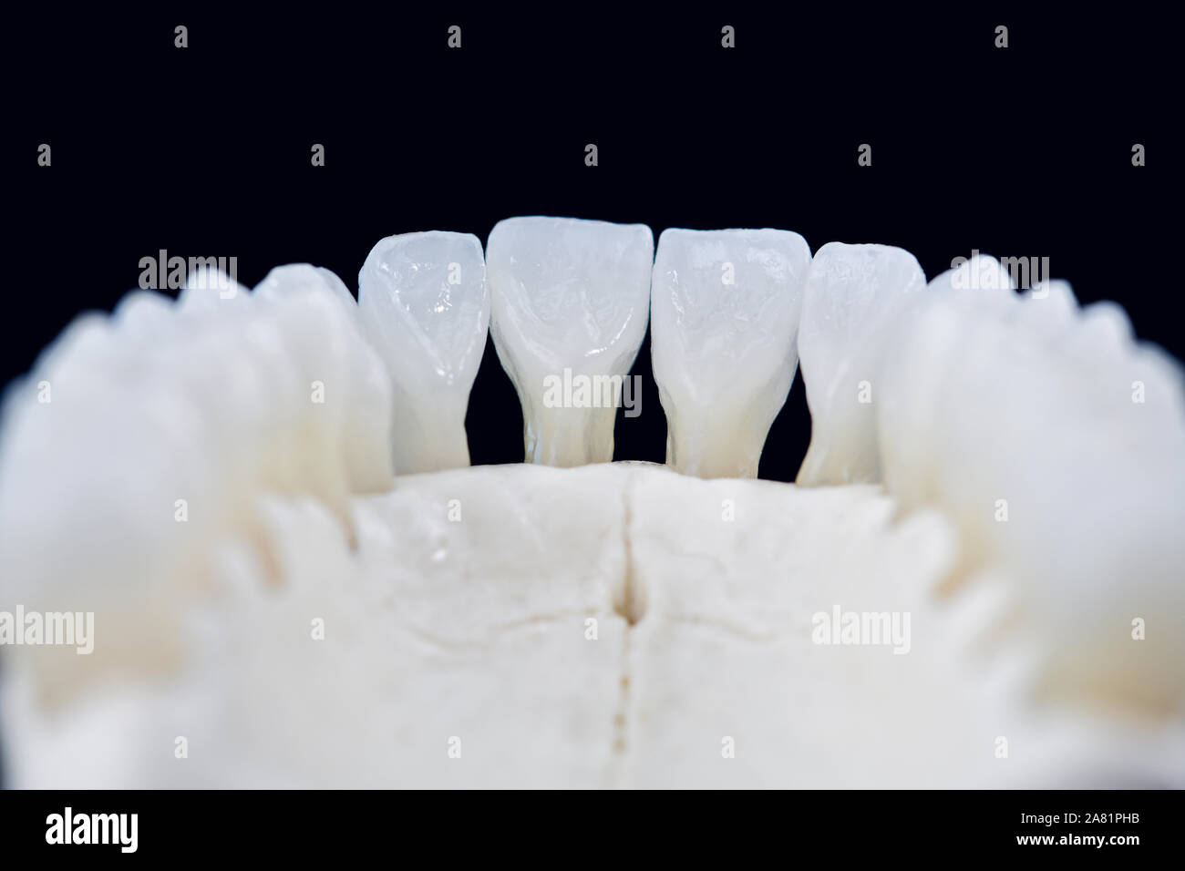 Lower human jaw with teeth anatomy model medical illustration isolated ...