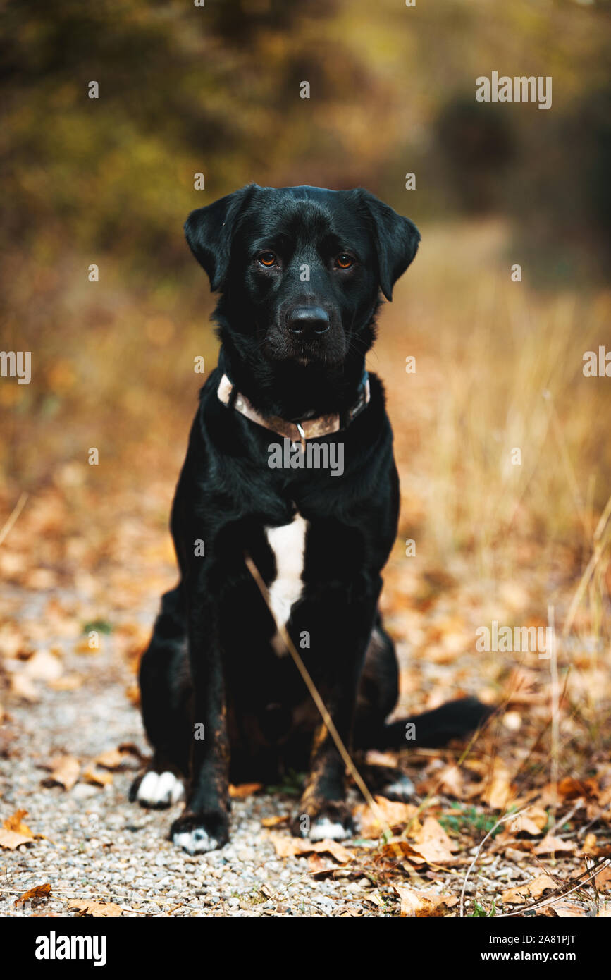 Adorable black dog hi-res stock photography and images - Alamy