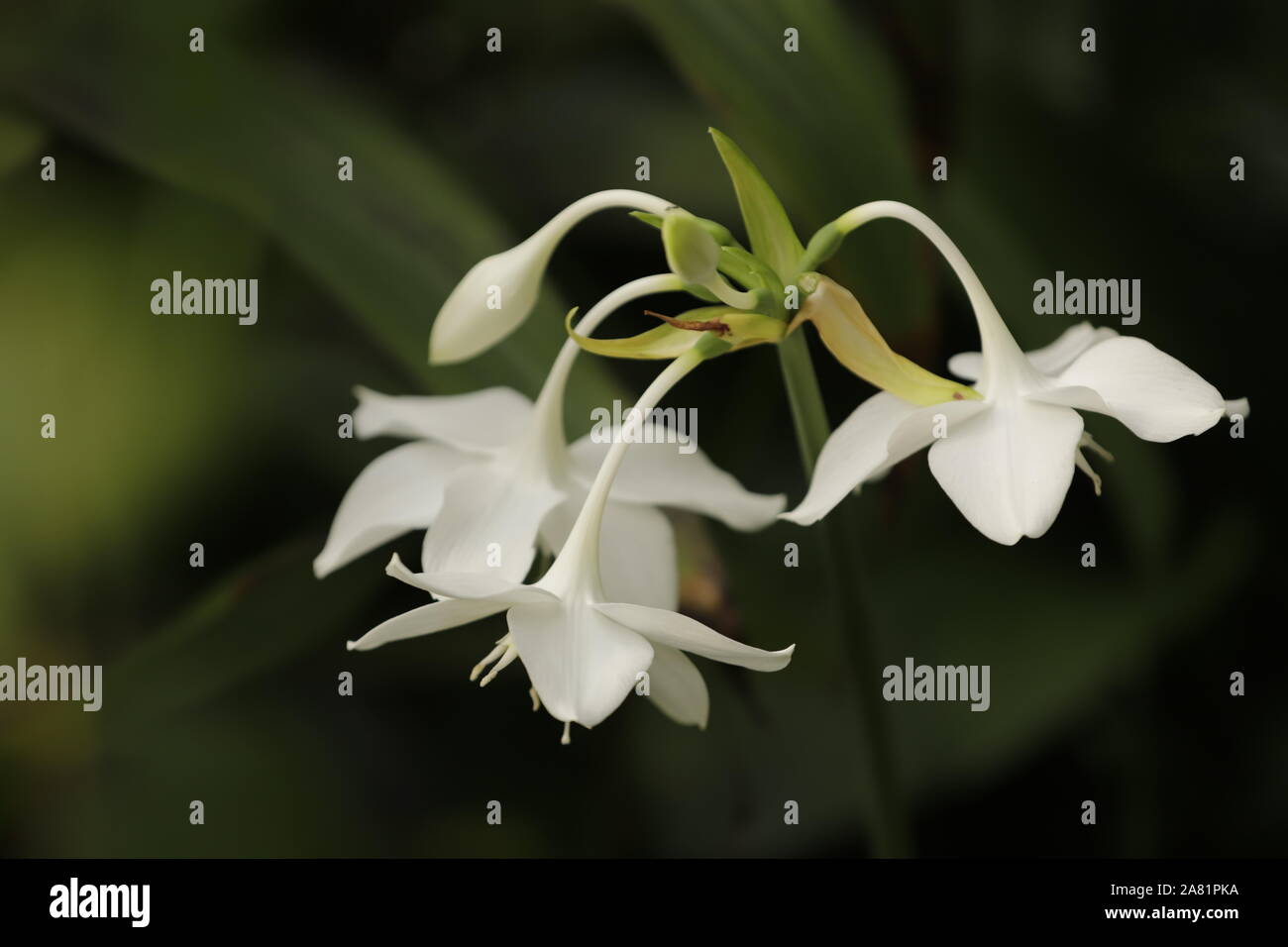 Tropics in bloom hi-res stock photography and images - Alamy