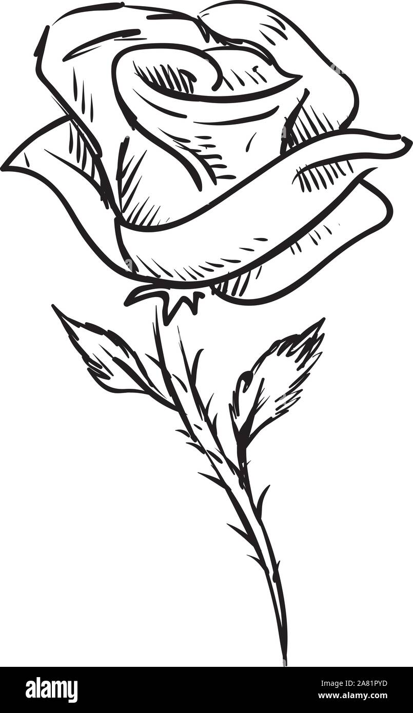 Rose sketch, illustration, vector on white background Stock Vector ...
