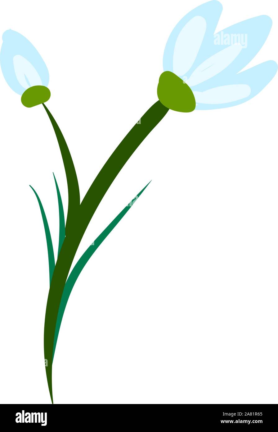 Snowdrop vector vectors Cut Out Stock Images & Pictures - Alamy