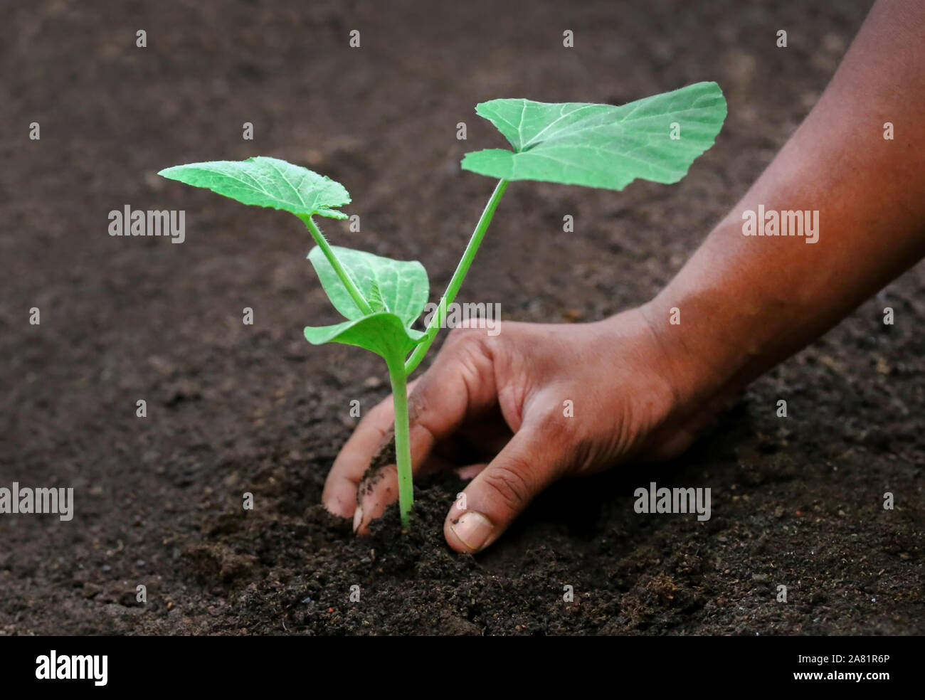 Human hands holding gourd hi-res stock photography and images - Alamy