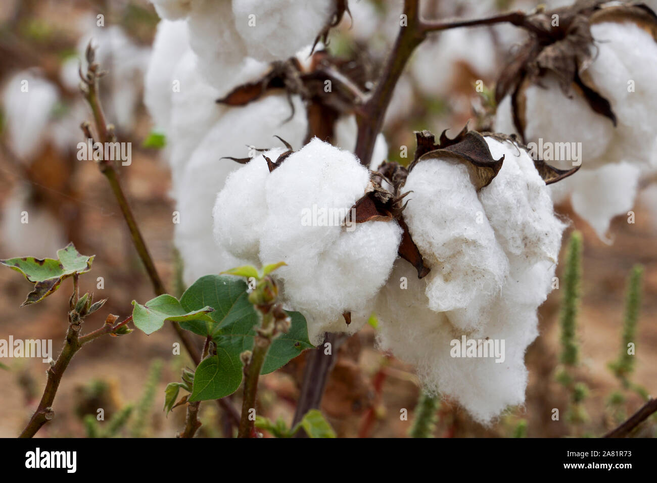 Horizontal usa field hi-res stock photography and images - Alamy