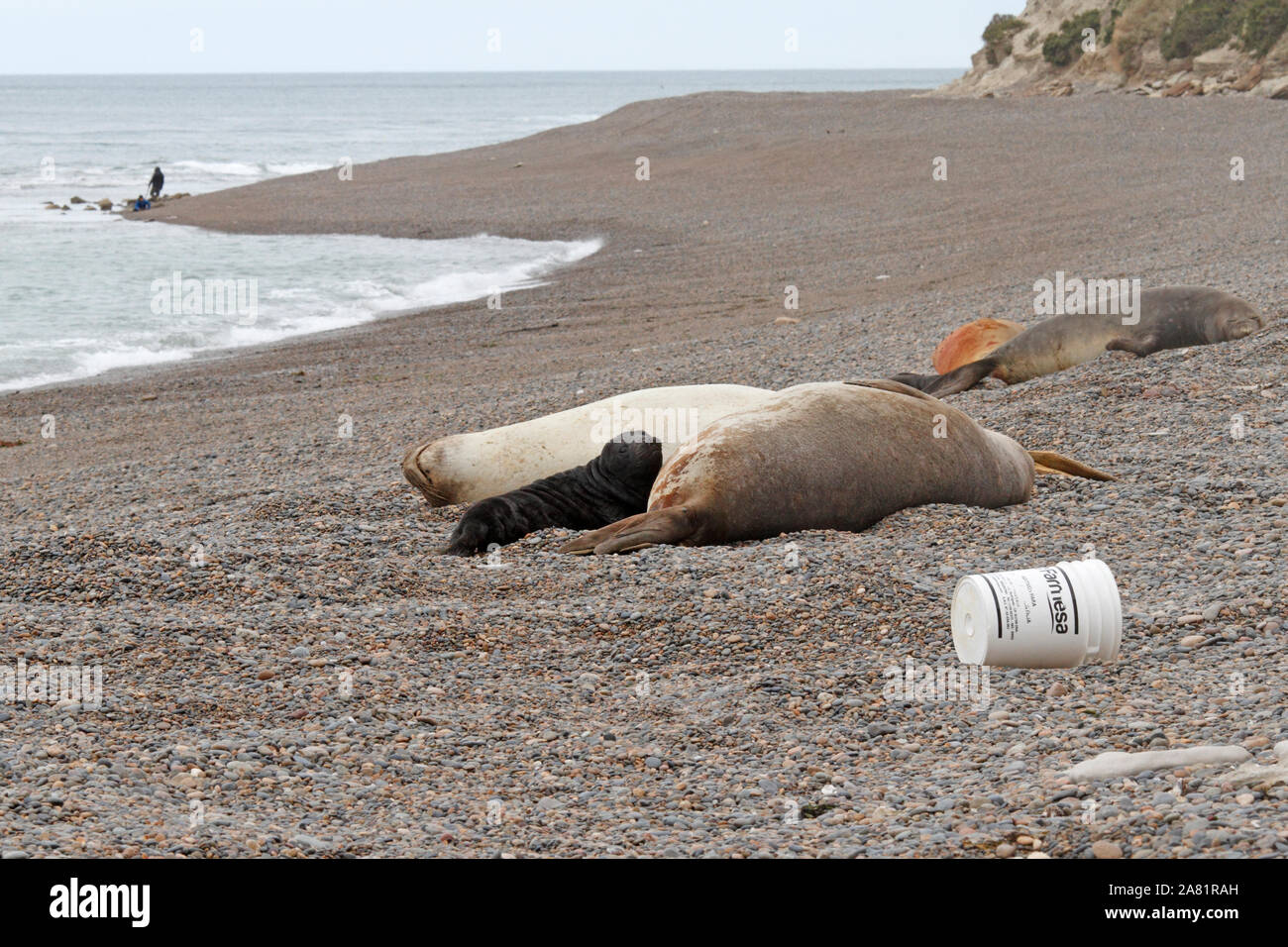 Seal harem hi-res stock photography and images - Alamy