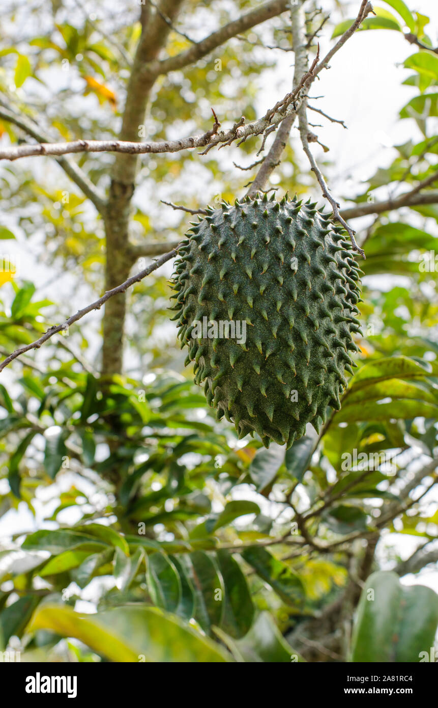 Annona muricata hi-res stock photography and images - Alamy