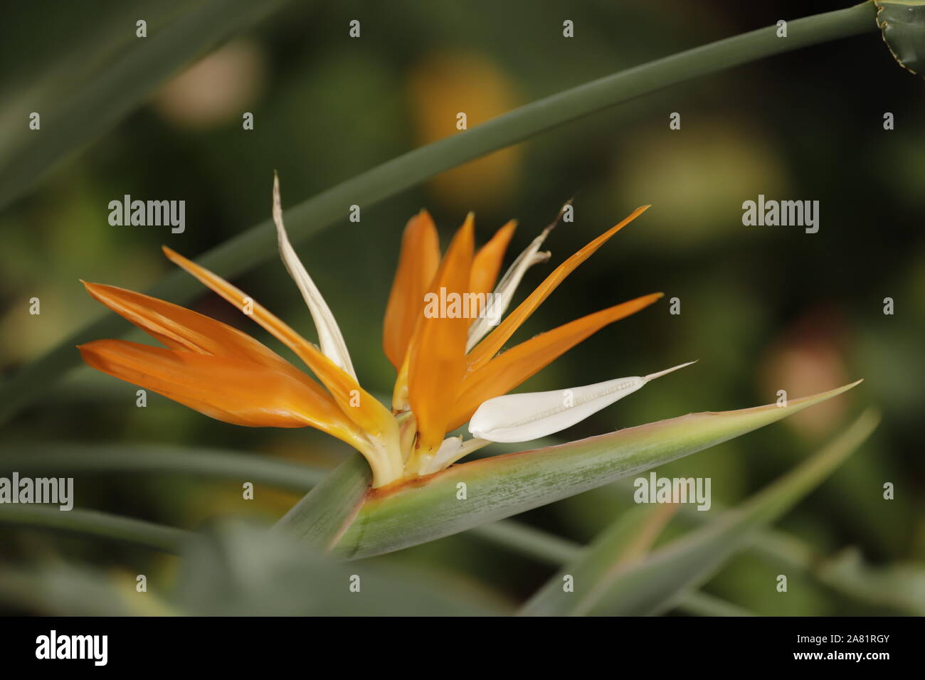 crane flower, bird of paradise or Strelitzia a colorful flower Stock ...