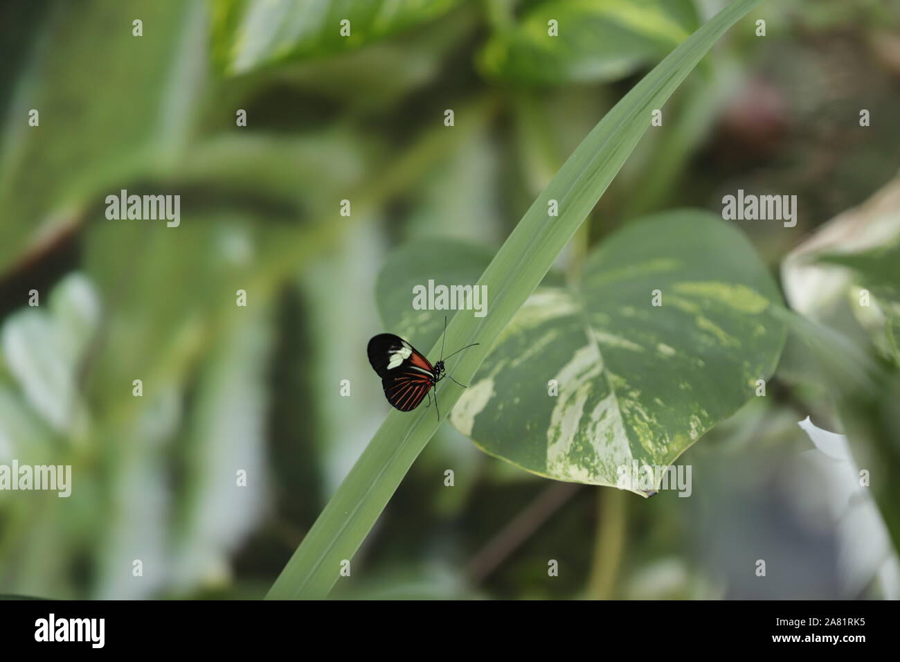 red postman or heliconius erato butterfly Stock Photo - Alamy