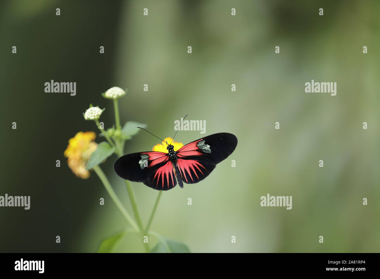 red postman or heliconius erato butterfly Stock Photo - Alamy