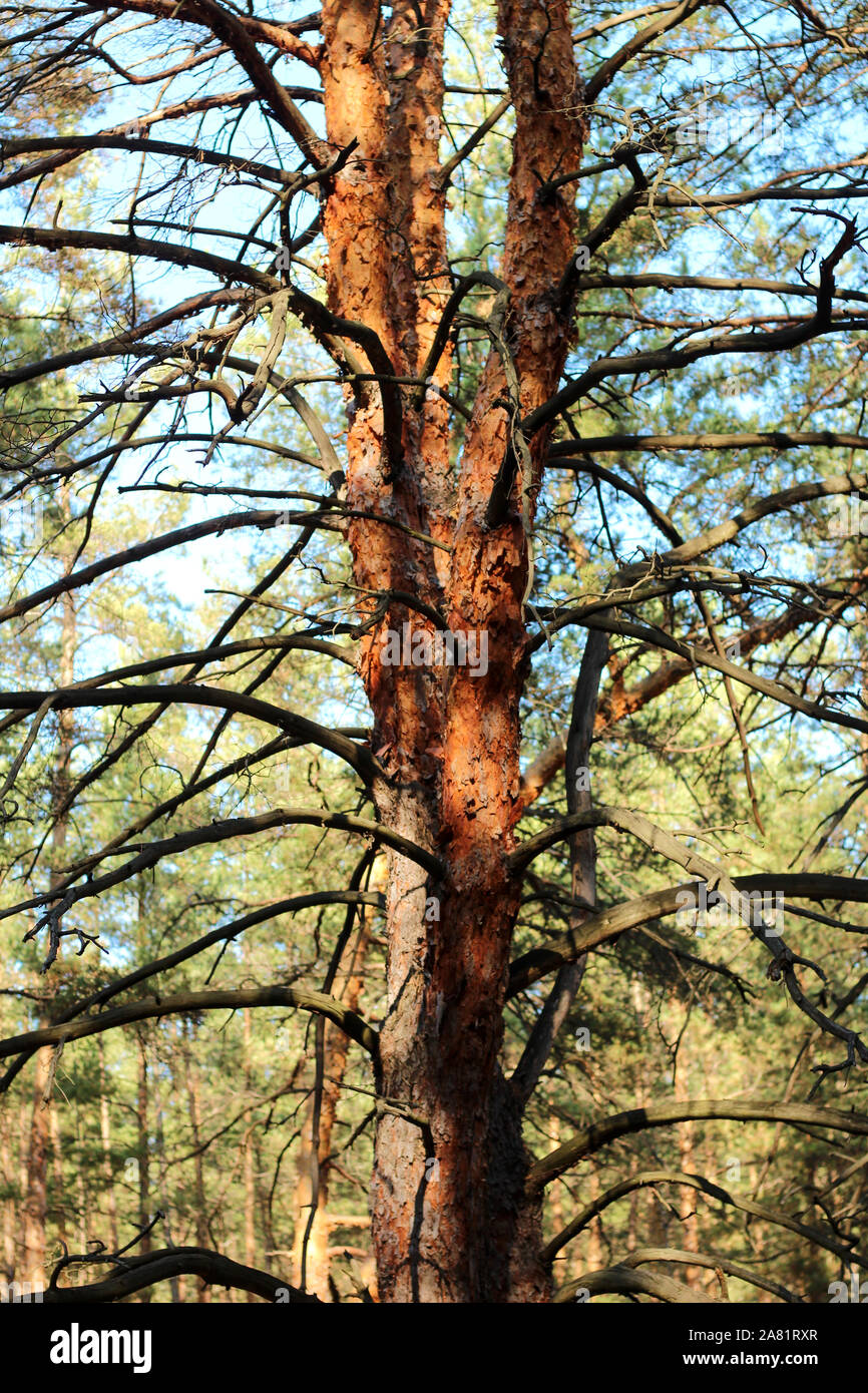 A lone pine tree with three trunks Stock Photo - Alamy
