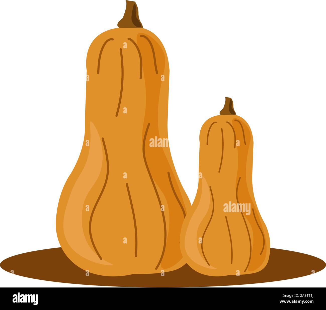 Butternut squash, illustration, vector on white background Stock Vector ...