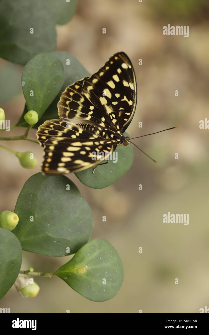Lexius pardalis or common archduke butterfly, beautiful creatures by ...