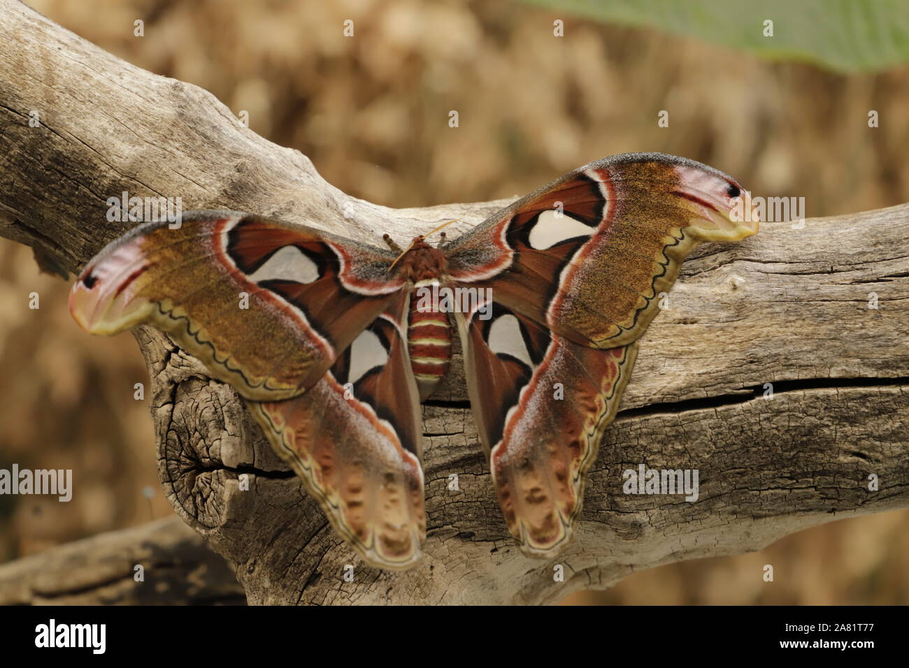 Attacus atlas butterfly or atlas butterfly is the biggest butterfly in ...