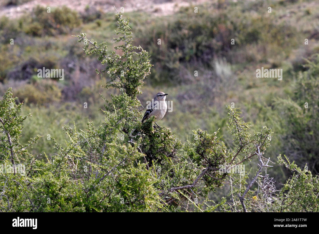 Chalk-browed Mockingbird (Mimus saturninus Stock Photo - Alamy