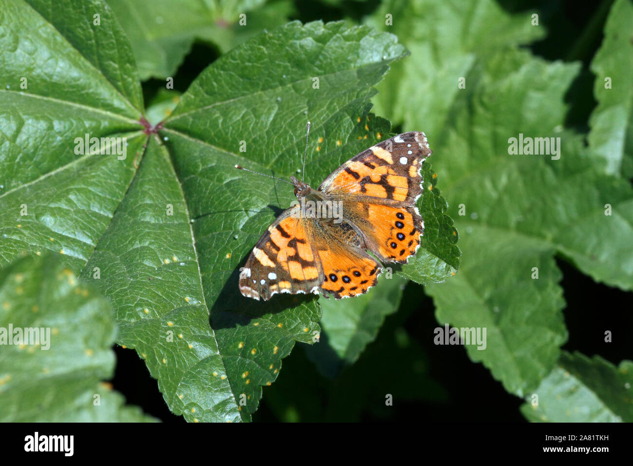 Western Painted Lady, Four eyed Lady, Donacella Manchada, Vanessa carye ...