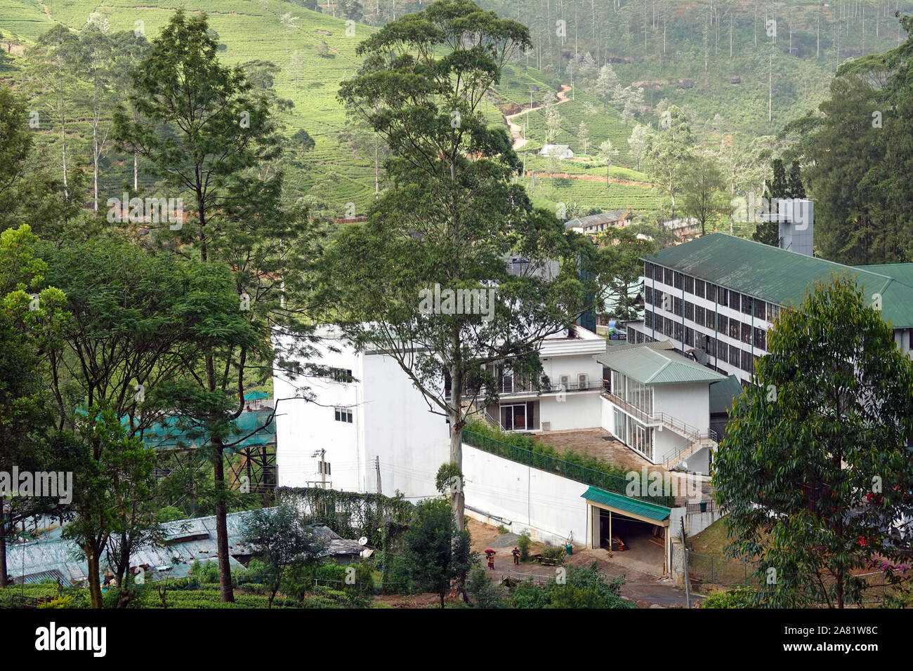 Damro Tea Estate And Factory, Near Nuwara Eliya, Hill Country, Sri ...