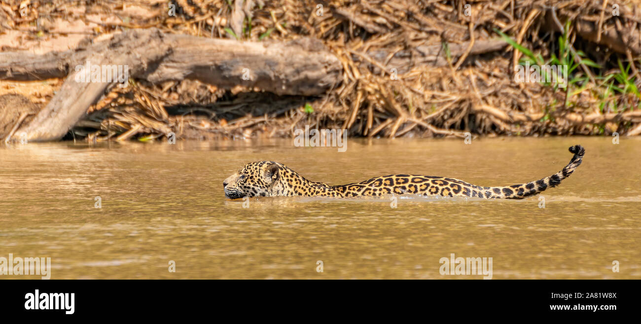 Jaguar cat swimming hi-res stock photography and images - Alamy
