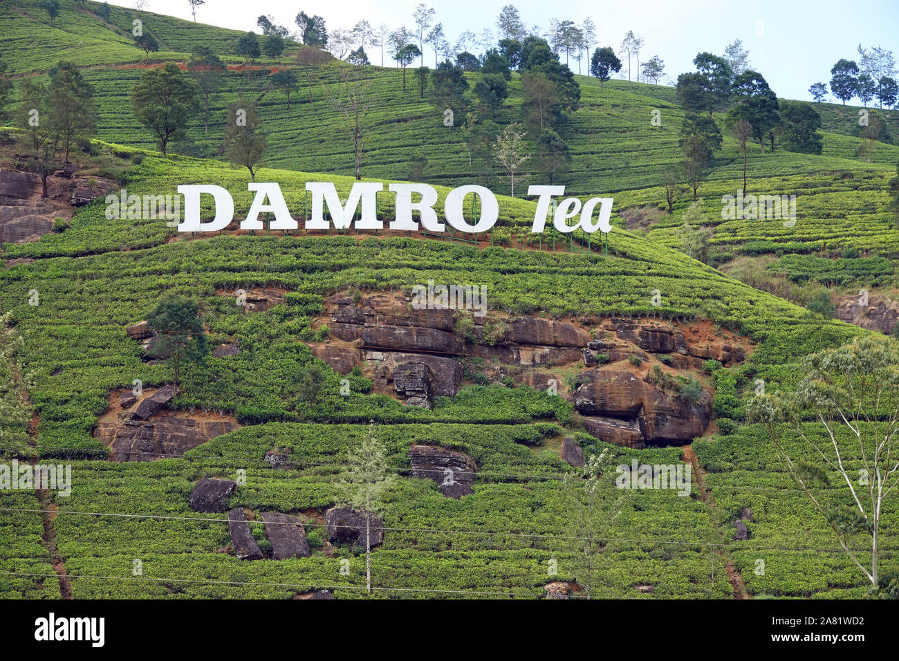 Damro tea estate hi-res stock photography and images - Alamy