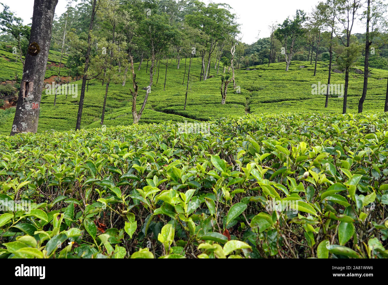 Damro Tea Estate, Near Nuwara Eliya, Hill Country, Sri Lanka Stock ...