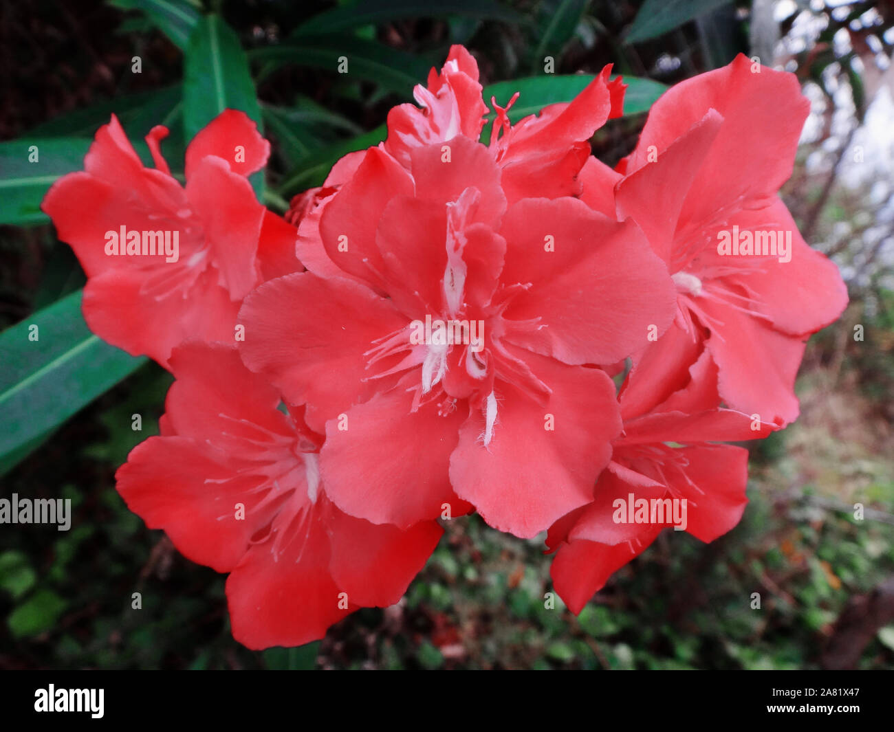 Red oleander hi-res stock photography and images - Alamy
