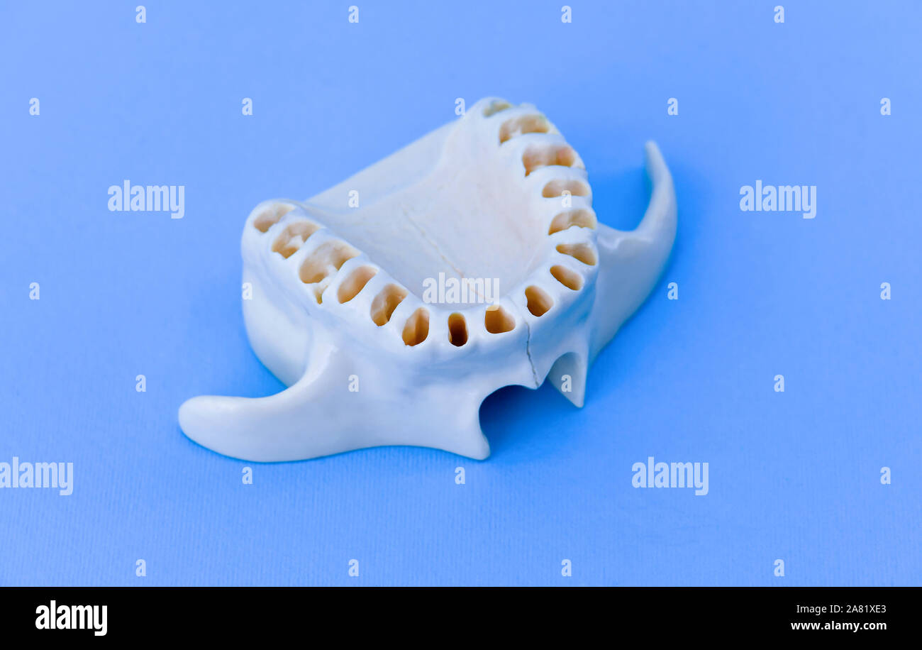 Animals Without Teeth