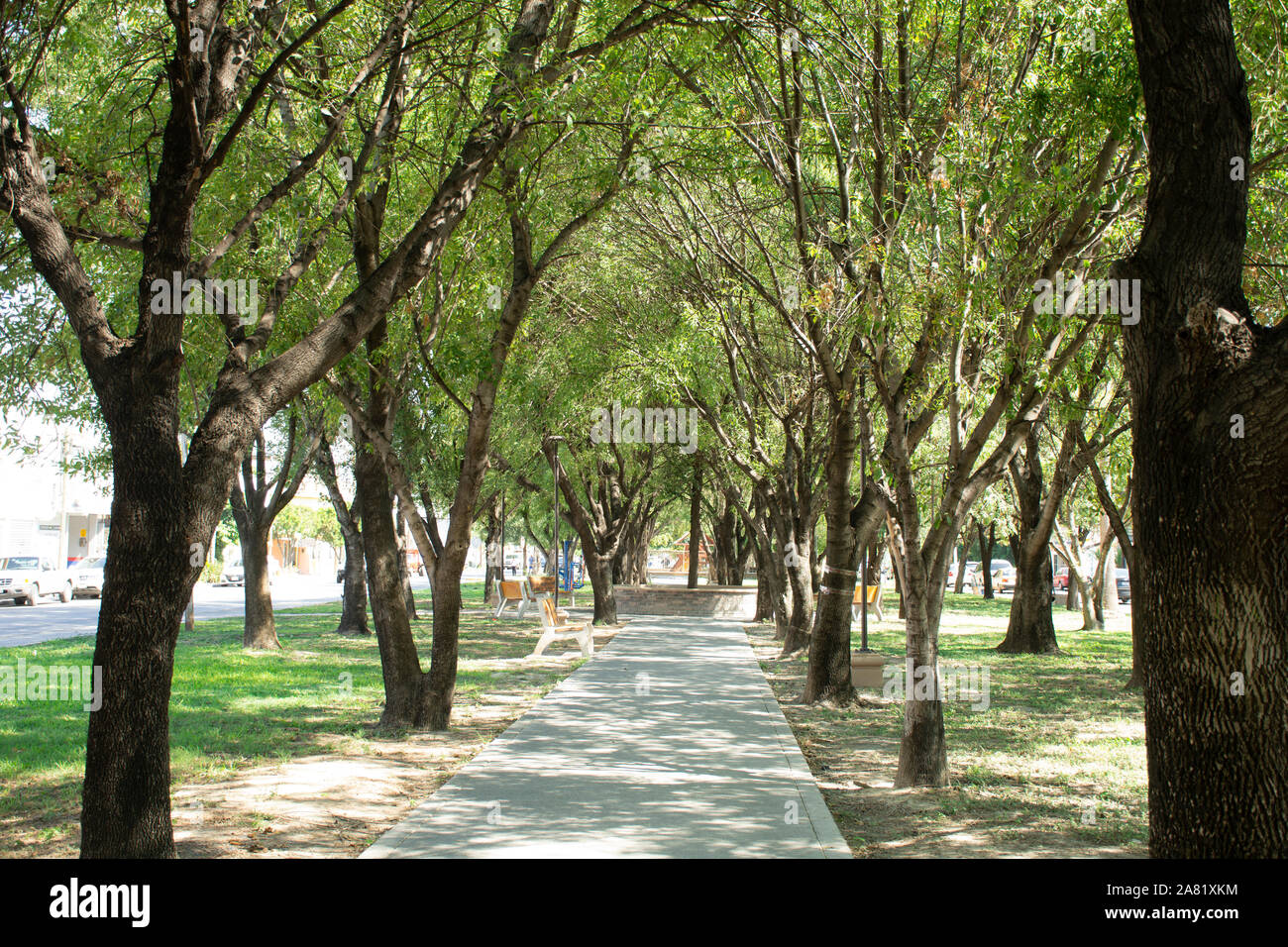 tree path in urban park Stock Photo - Alamy