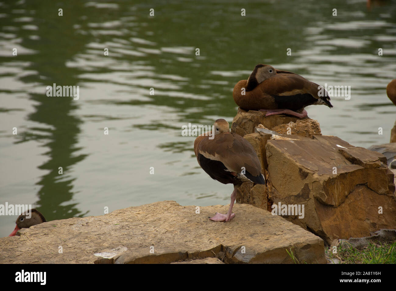 Duck sunbathing by a lake hi-res stock photography and images - Alamy