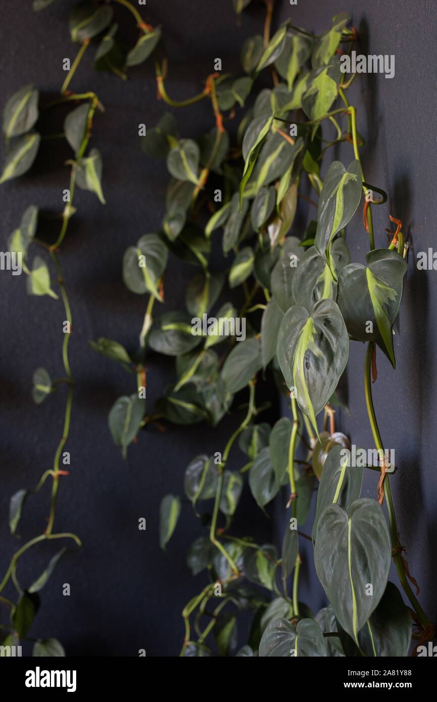 Philodendron 'Brasil' climbing a dark wall in an interior space Stock ...