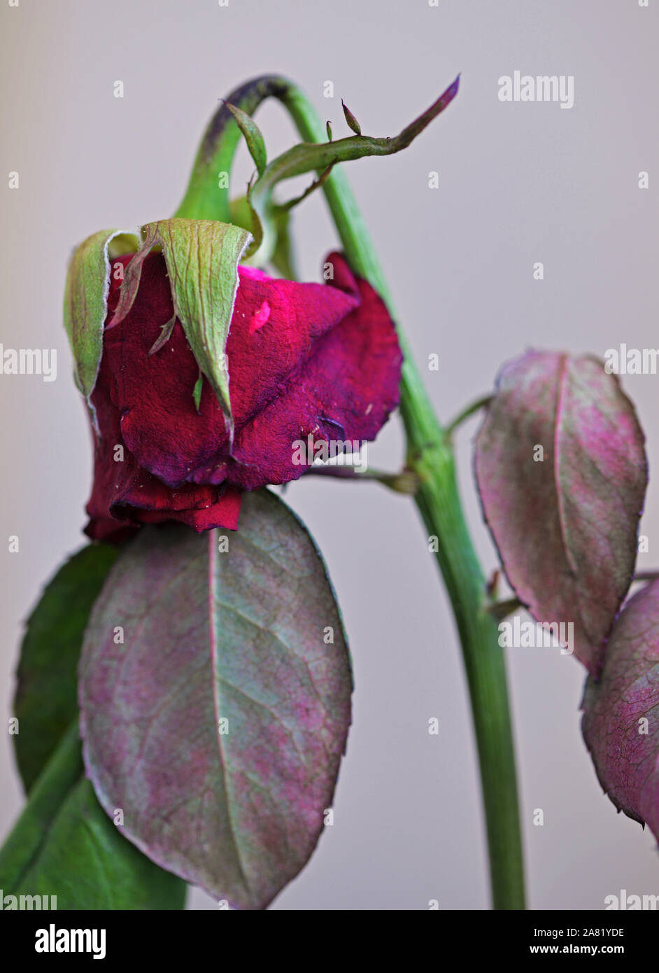 Withered red rose, close up Stock Photo - Alamy