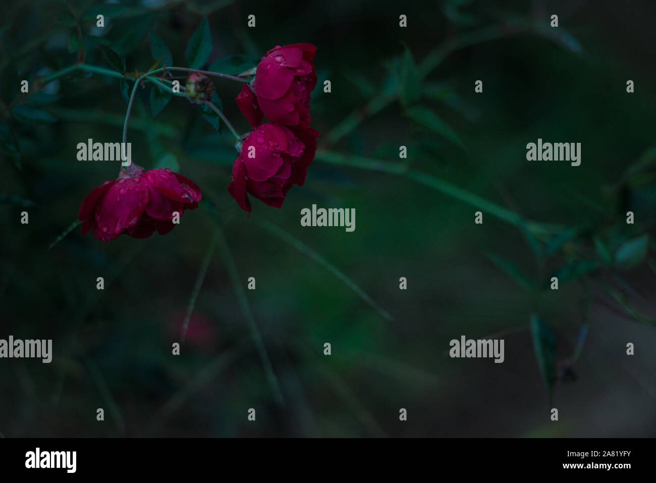 a picture with three red roses Stock Photo - Alamy