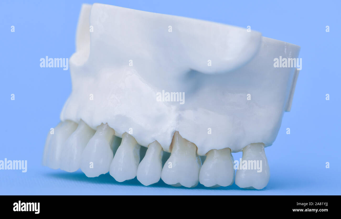 Upper human jaw with teeth anatomy model medical illustration isolated ...