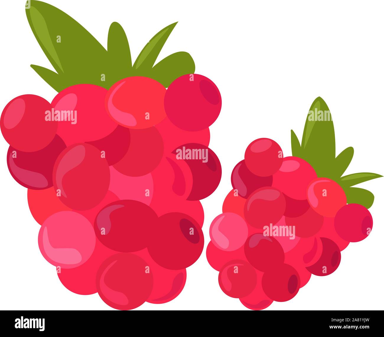 Raspberry, illustration, vector on white background Stock Vector Image ...