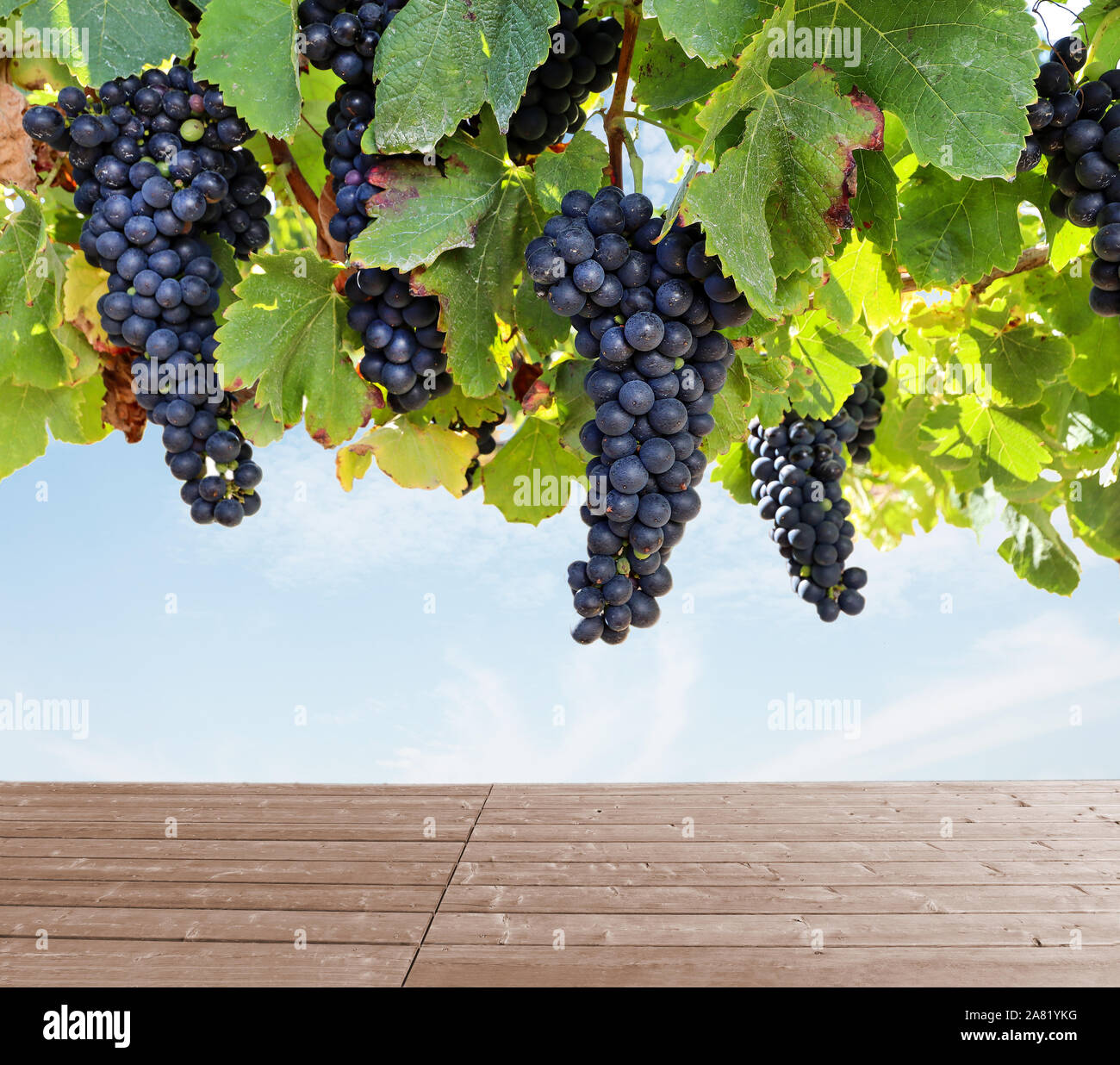 Fresh ripe red wine grapes before harvest in a vineyard at a winery ...