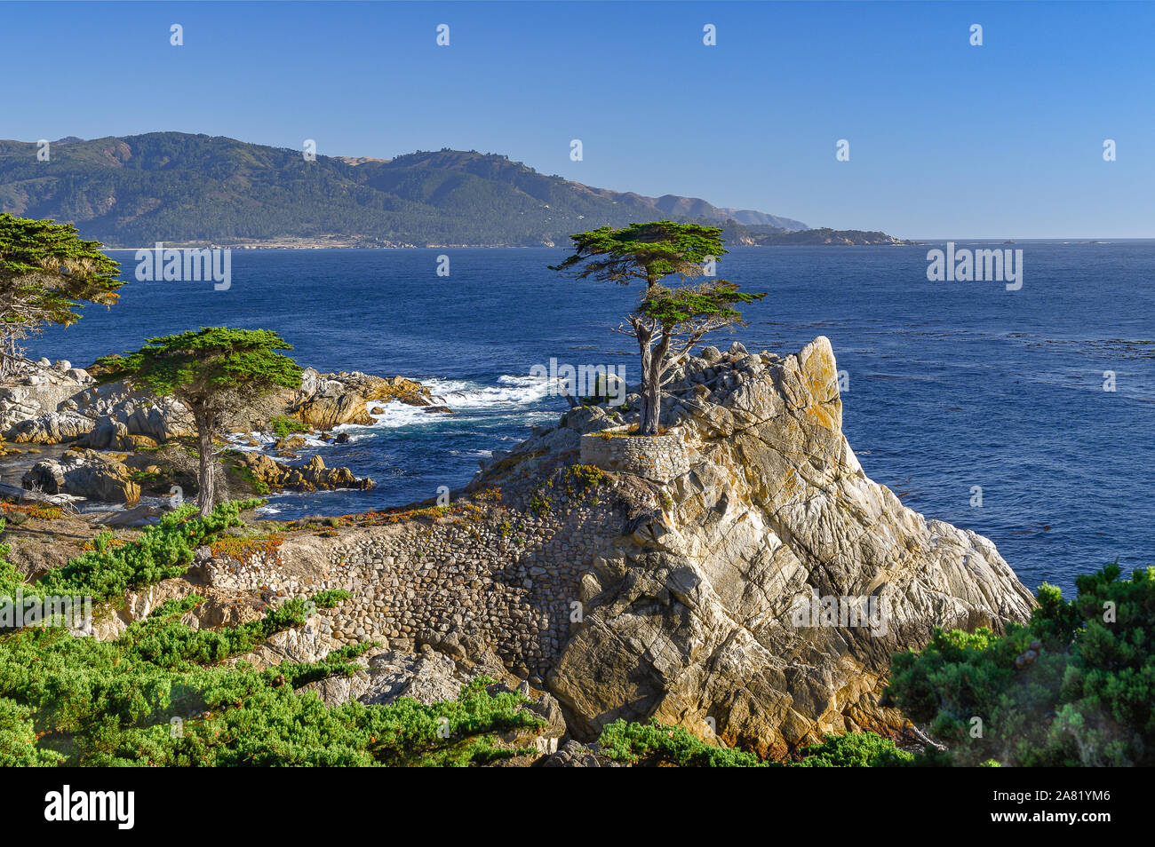 Lone Cypress tree at Carmel, California Stock Photo - Alamy