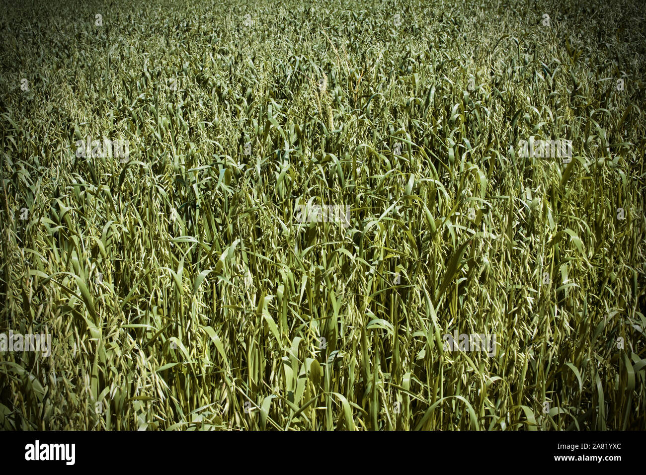 Field of green bamboo Stock Photo - Alamy