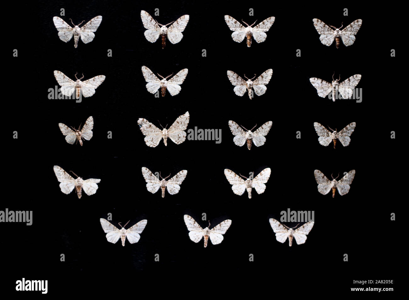 White moths hi-res stock photography and images - Alamy