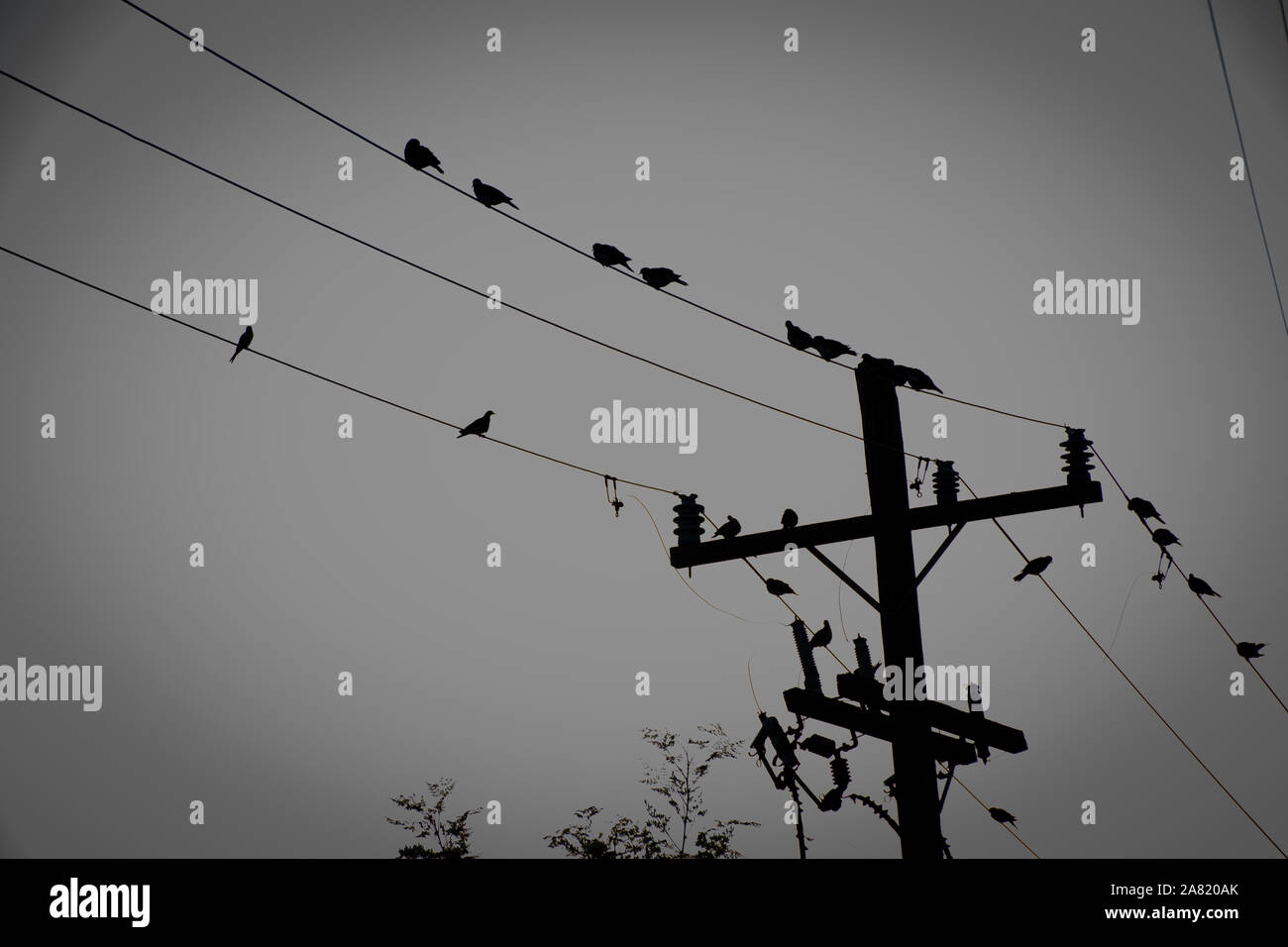 birds perched on the wires of the electrical installation Stock Photo ...