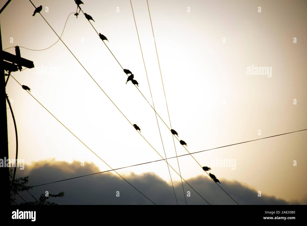 birds perched on the wires of the electrical installation Stock Photo ...