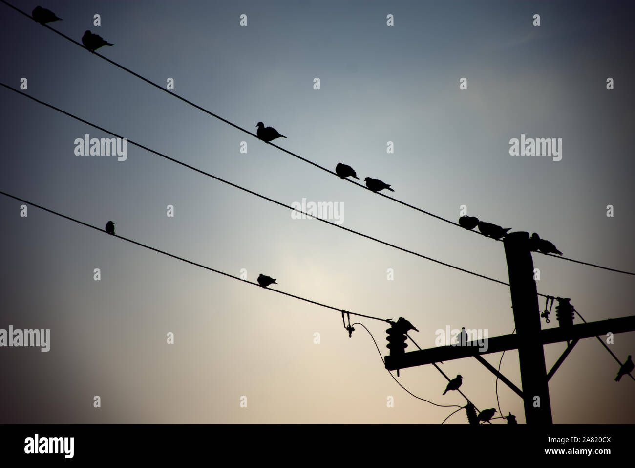 birds perched on the wires of the electrical installation Stock Photo ...