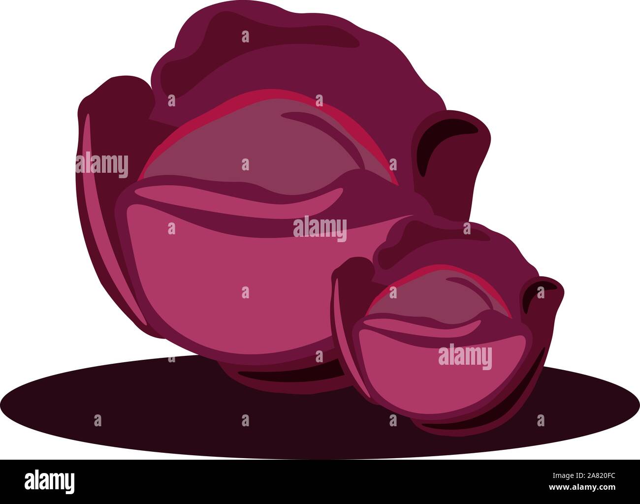 Red cabbage, illustration, vector on white background Stock Vector ...