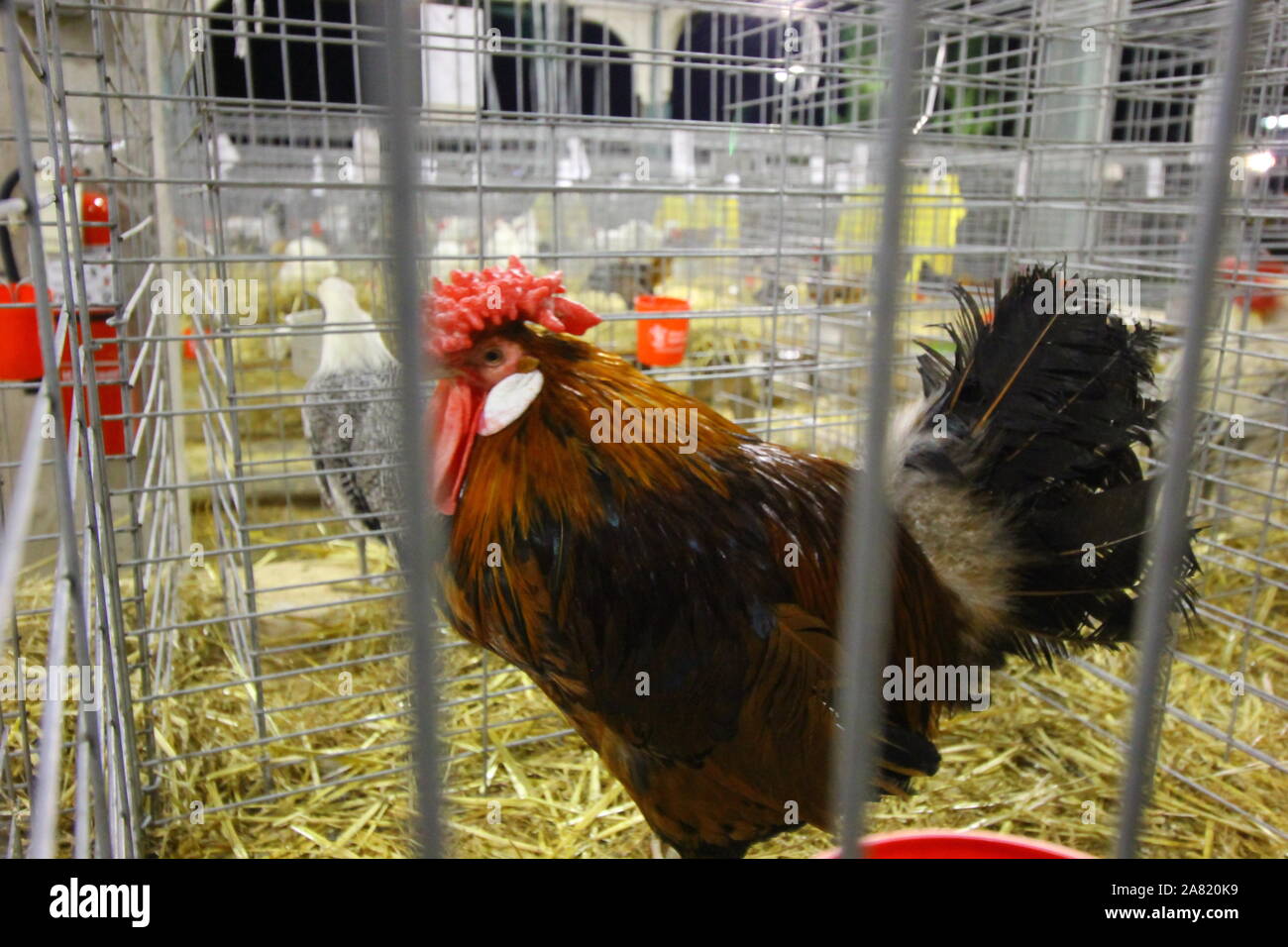 Chicken in Cage Stock Photo - Alamy