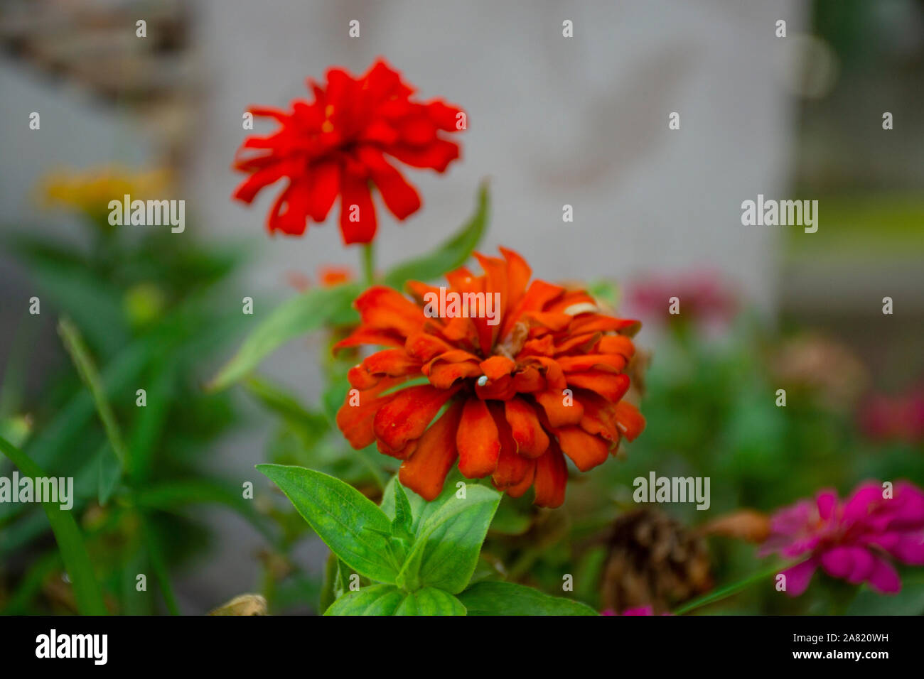 Native Mexican Flowers