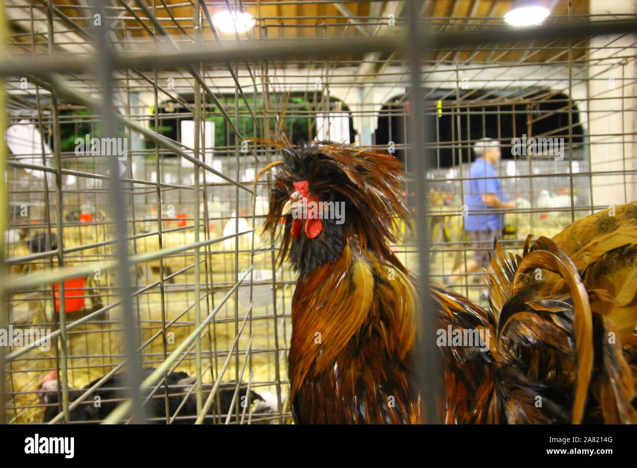Chicken in Cage Stock Photo - Alamy