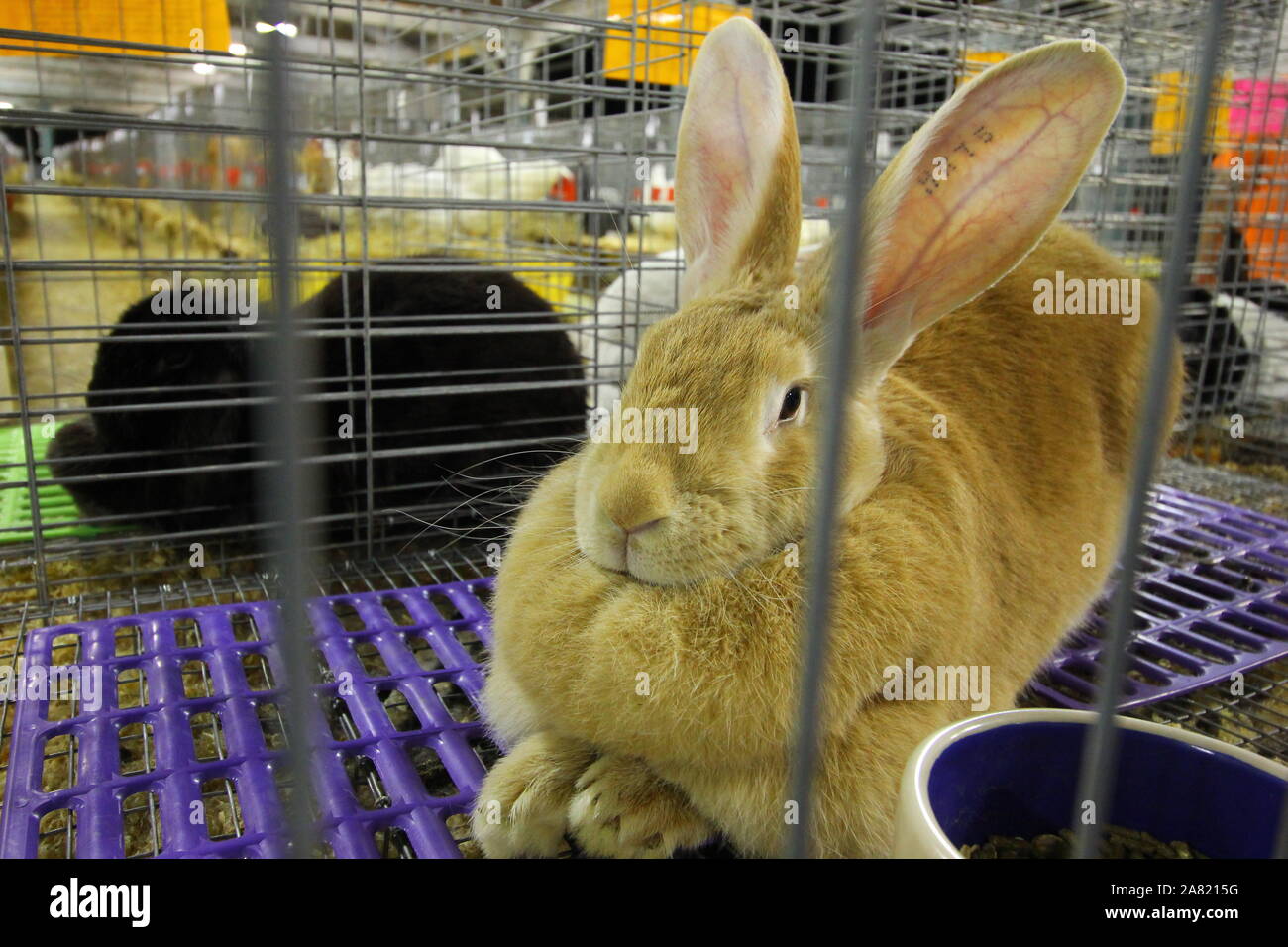 Rabbit in Cage Stock Photo - Alamy
