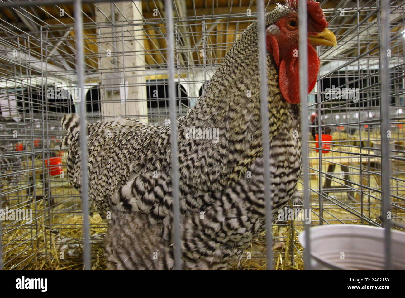 Chicken in Cage Stock Photo - Alamy