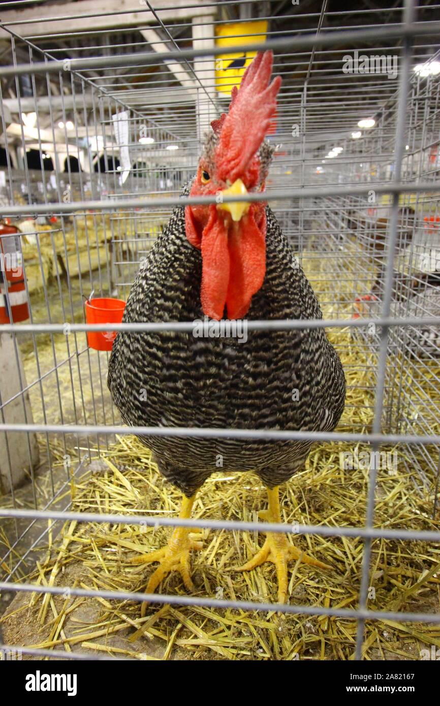 Chicken in Cage Stock Photo - Alamy
