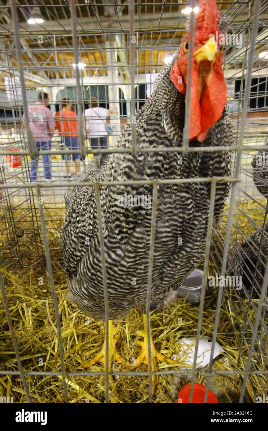 Chicken in Cage Stock Photo - Alamy