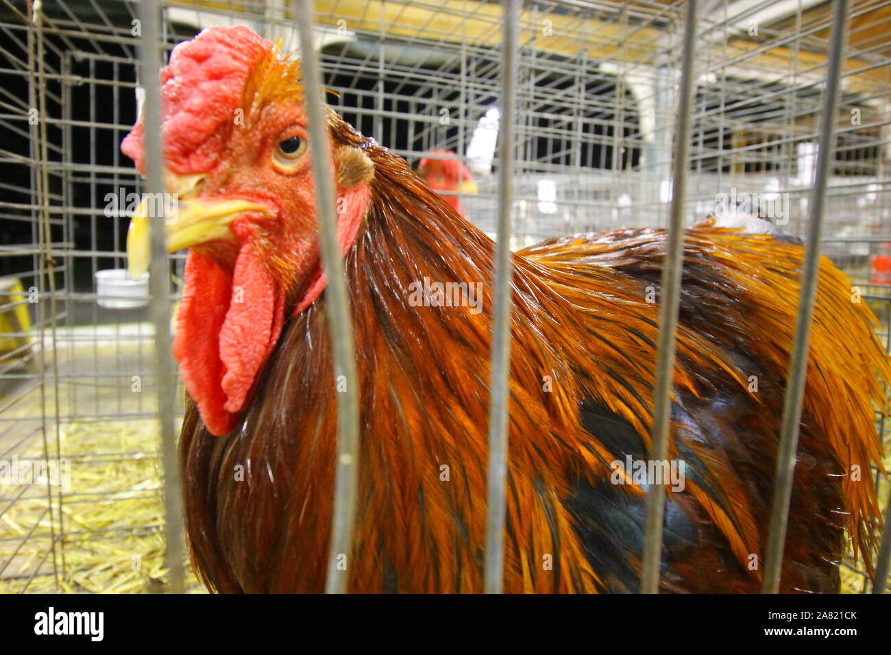 Chicken in Cage Stock Photo - Alamy