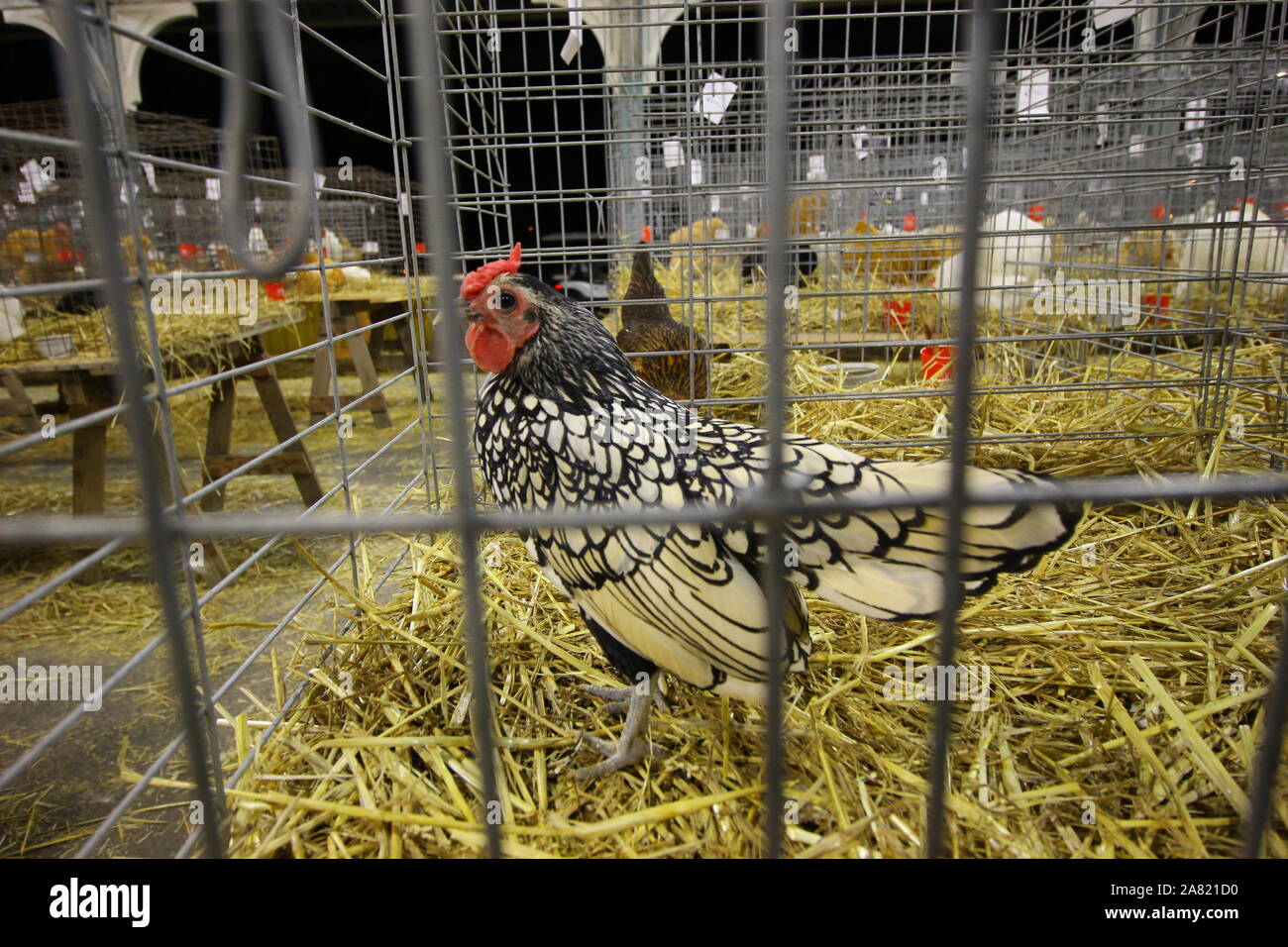 Chicken in Cage Stock Photo - Alamy