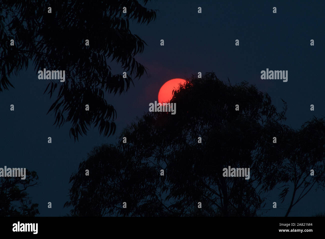 A Red Sunset Behind Trees Stock Photo - Alamy